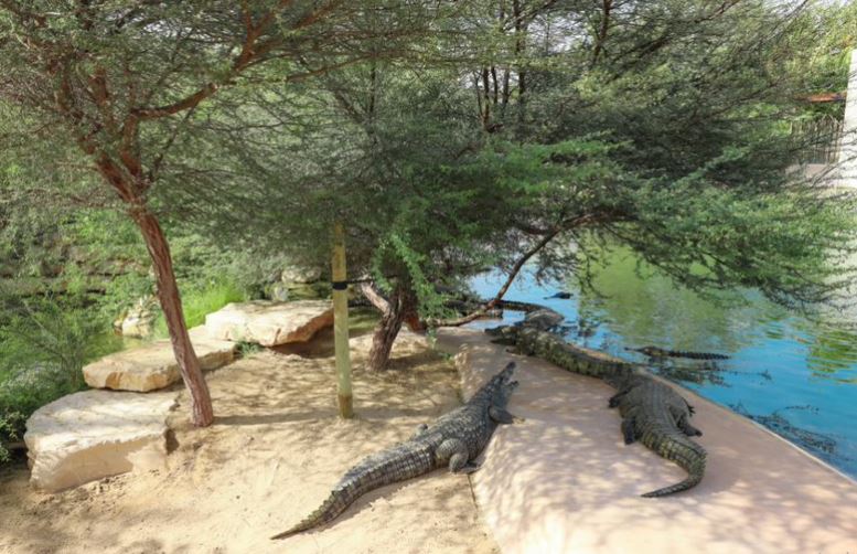 Dubai inaugura unos de los parques de cocodrilos más grandes del mundo ...